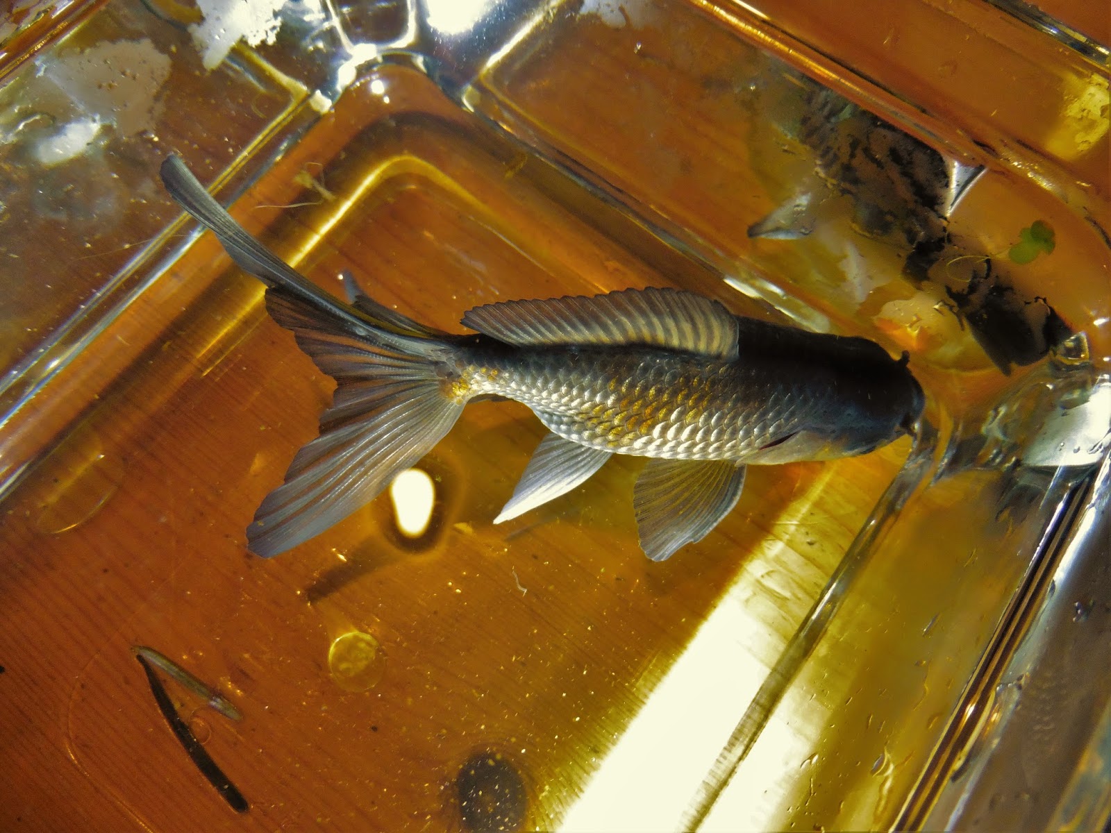 Canadian Fantail Goldfish