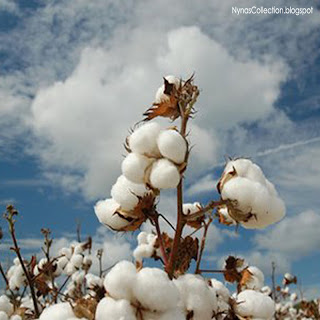 Nynas CoLLection: Apa Itu Kapas (Cotton)