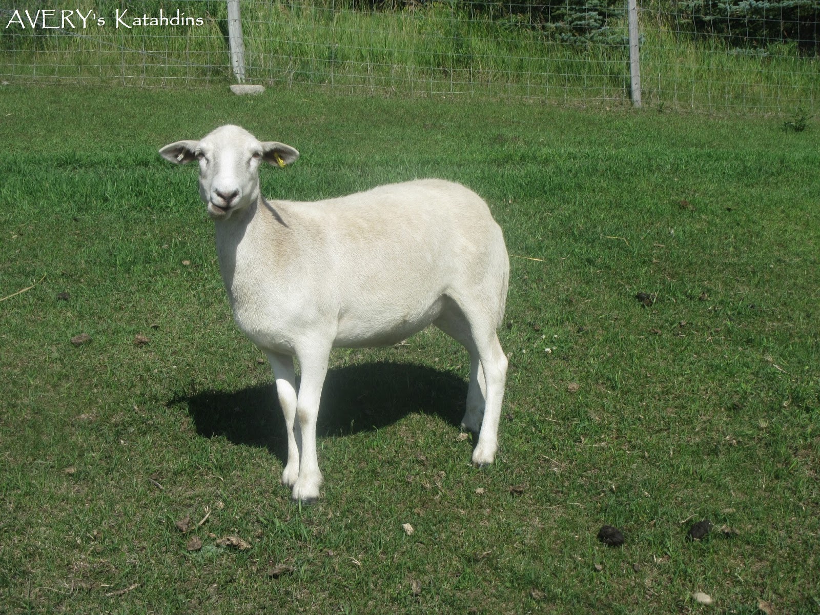 AVERY's KATAHDIN SHEEP