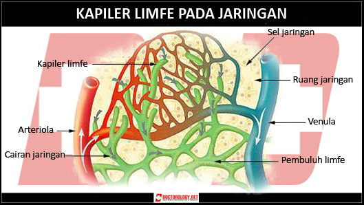 Anatomi dan Fisiologi Kelenjar Limfe