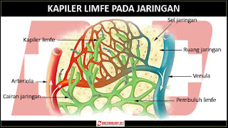 Anatomi dan Fisiologi Kelenjar Limfe