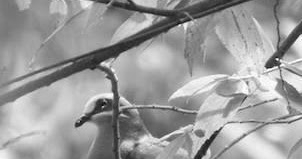 kabisdak: hoy, alimukon!