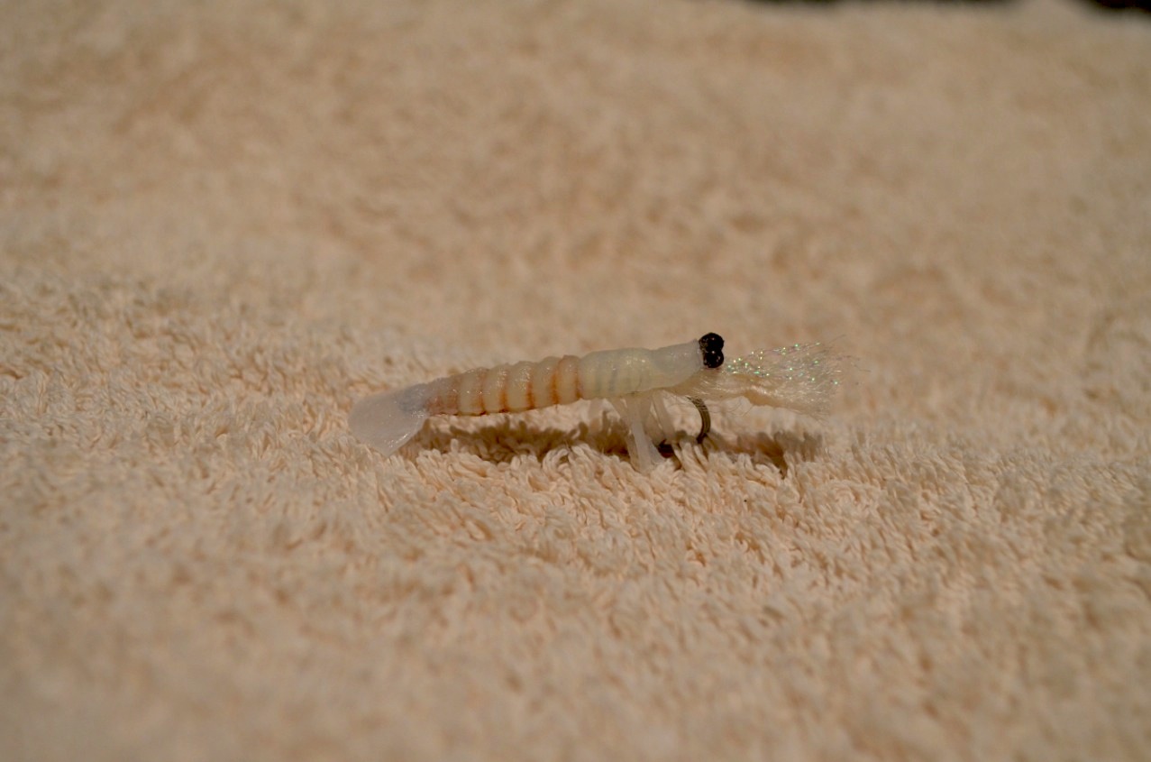 born to fly fish: Mantis Shrimp