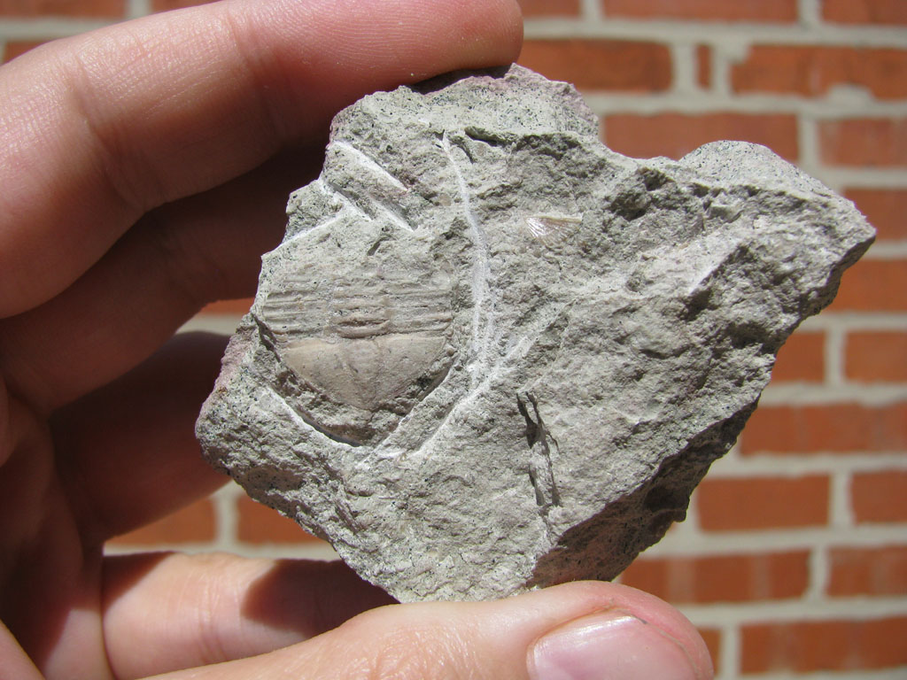 Views of the Mahantango: Lonchodomas and Illaenus trilobites from St ...