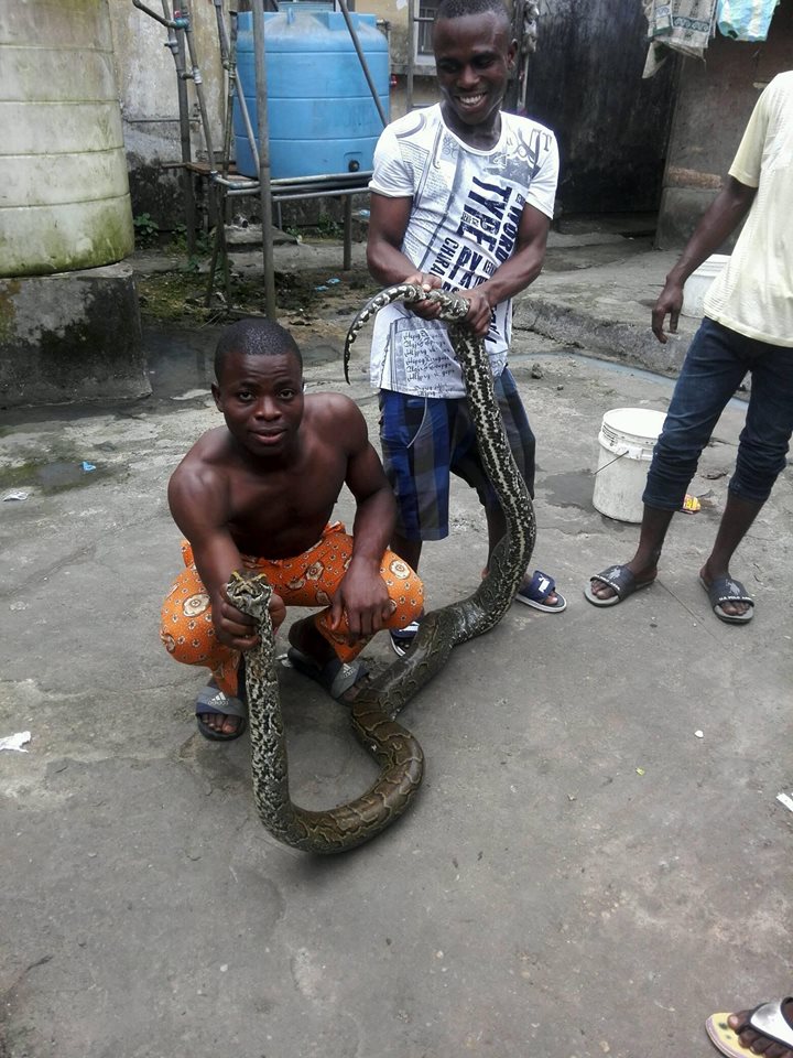 See What These Boys Did After Killing A Python In Akwa Ibom State ...