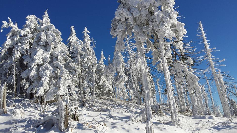Herzfleck-Dalmatiner.de: Der erste Schnee