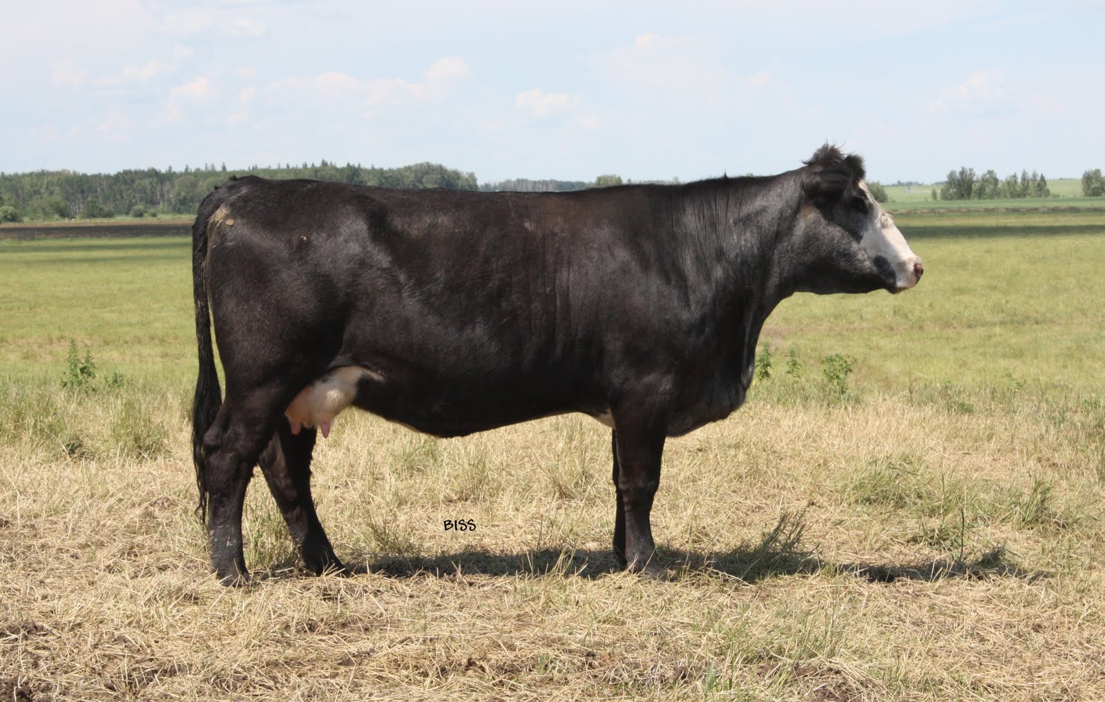 DIAMOND G CATTLE CO.: Purebred Blue Roan Simmental.....
