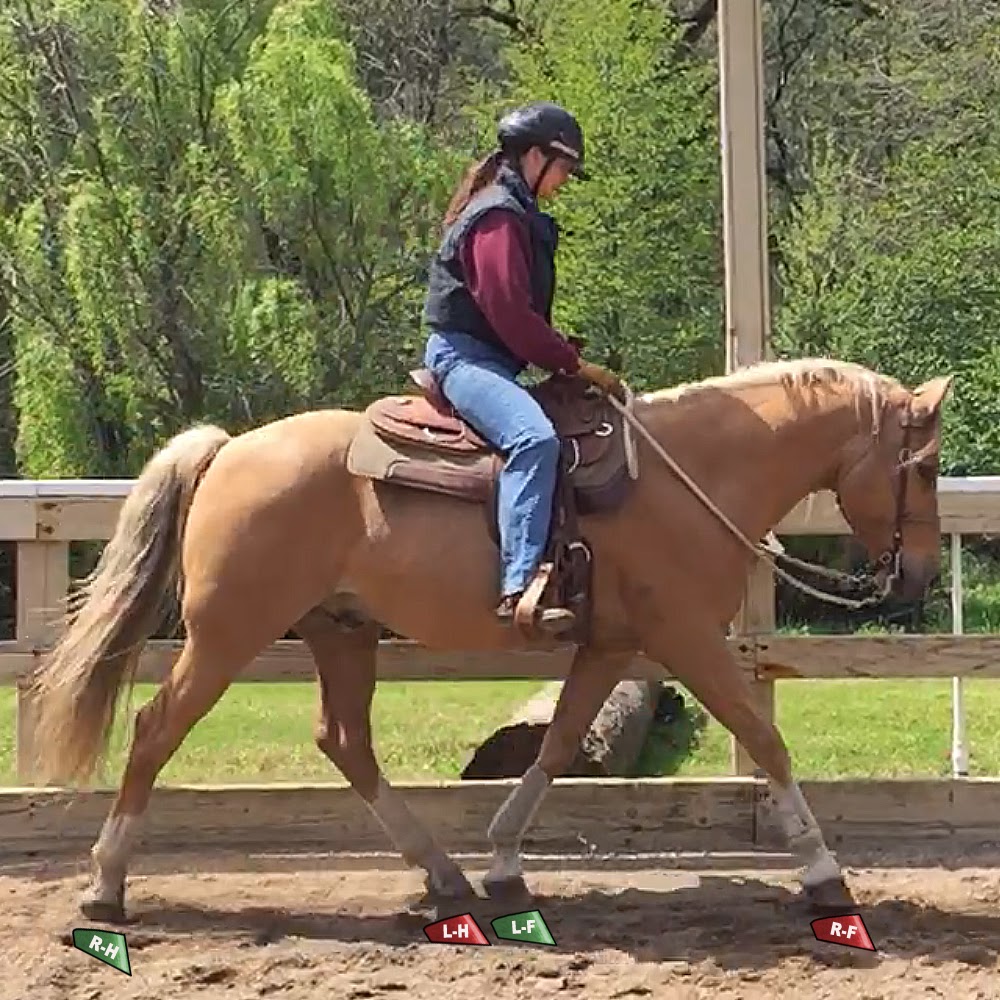 Cowboy Dressage: The Cowboy Dressage Gaits