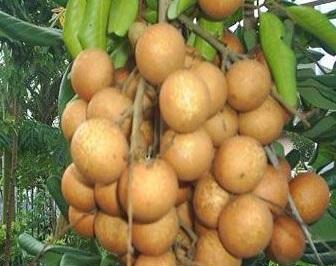 Jenis jenis lengkeng Unggulan - Kebun Buahku