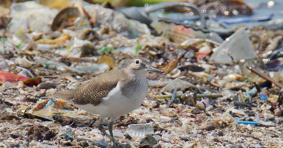 TWO BIRDERS TO GO: Trash Birds