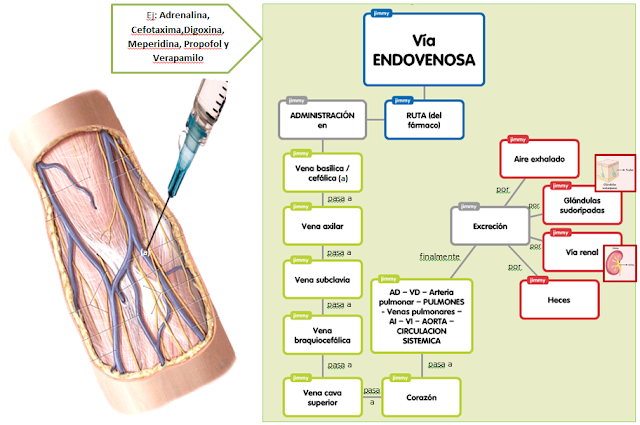 Farmacología I - 2016: Ruta que siguen los fármaco por 3 distintas vías ...