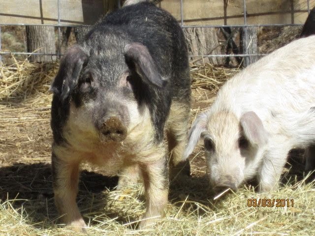 Wooly Pigs: Pictures of New Pigs at Seaton Place