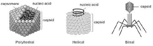 Welcome to Panurgy Biotech, wish you an excellence ever: Virology