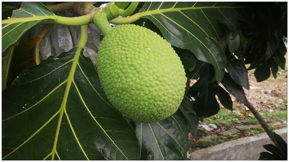 mrkumai.blogspot.com: Pokok Buah Sukun