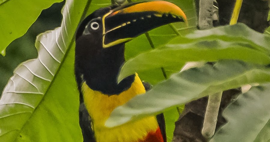 Pájaros, Pajarracos: Arasarí caripardo (Chestnut-eared Araçari)