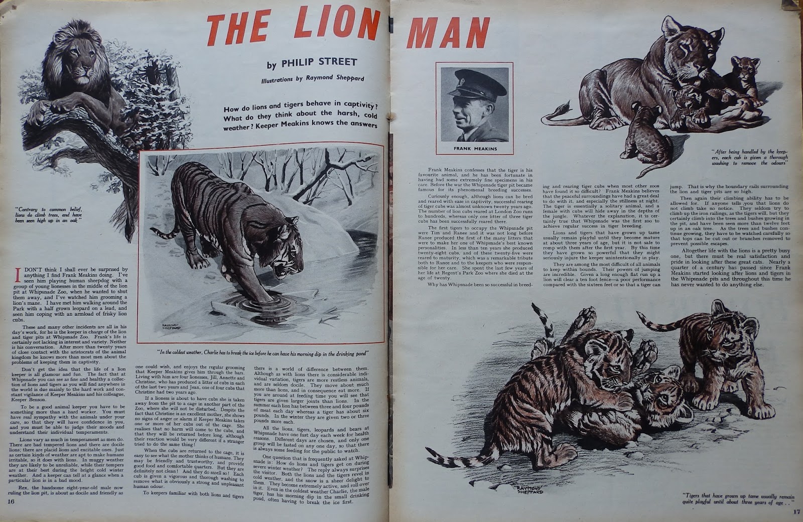 Raymond Sheppard Illustrator