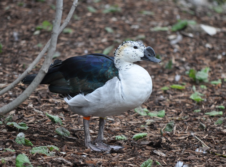 ZOOTOGRAFIANDO (6.100 ANIMALS): PATO CRESTUDO AFRICANO / AFRICAN COMB ...