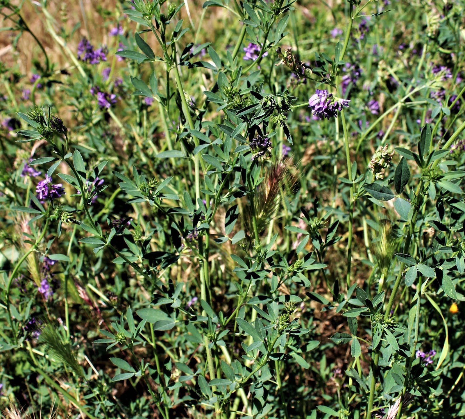 Plantas: Beleza e Diversidade: Luzerna (Medicago sativa)