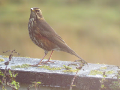 A birding odyssey.: The legacy of Martin Garner.
