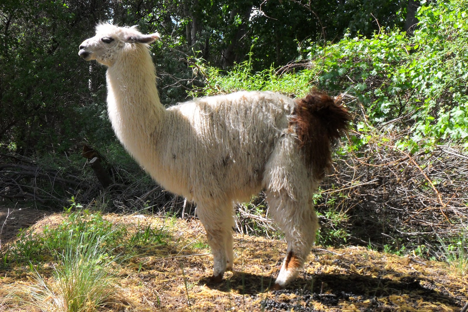 Escuela Primaria 350: 2012