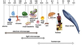 SEJARAH PERKEMBANGAN SEL | Welcome to e-Biology's Blog