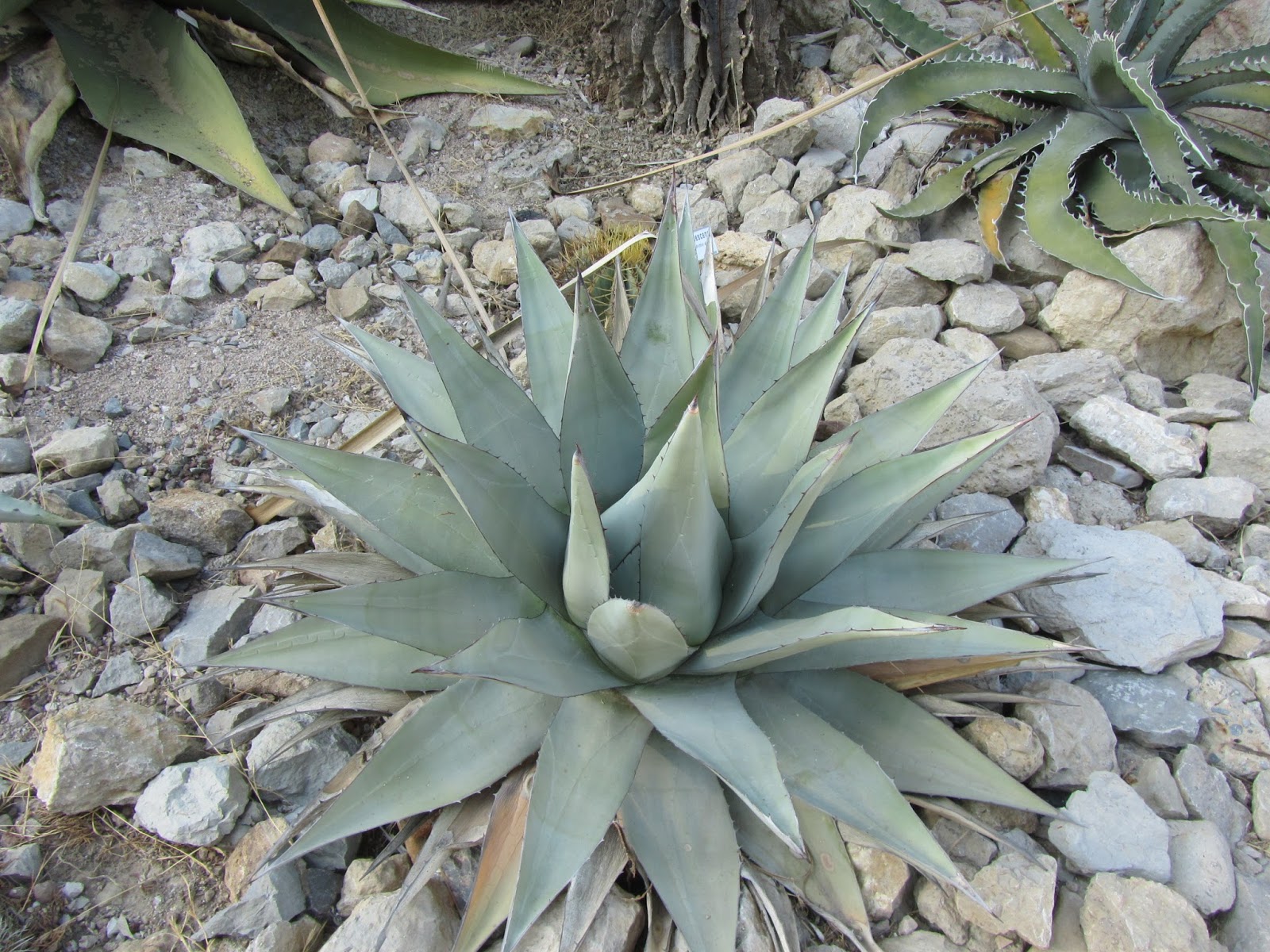Agave : Come Riconoscere le Diverse Specie - Con Foto e Descrizione ...