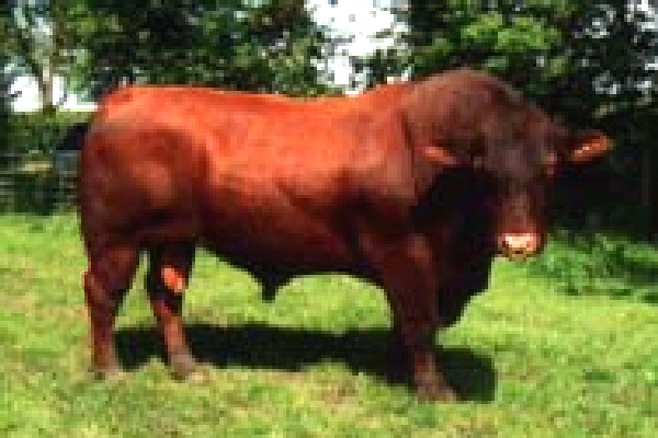 Genetics Shows LIncoln Red Cattle to be Good "New" Breed