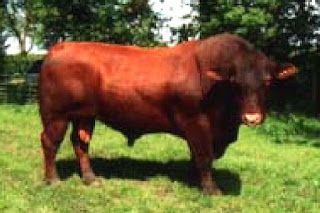 Genetics Shows LIncoln Red Cattle to be Good "New" Breed