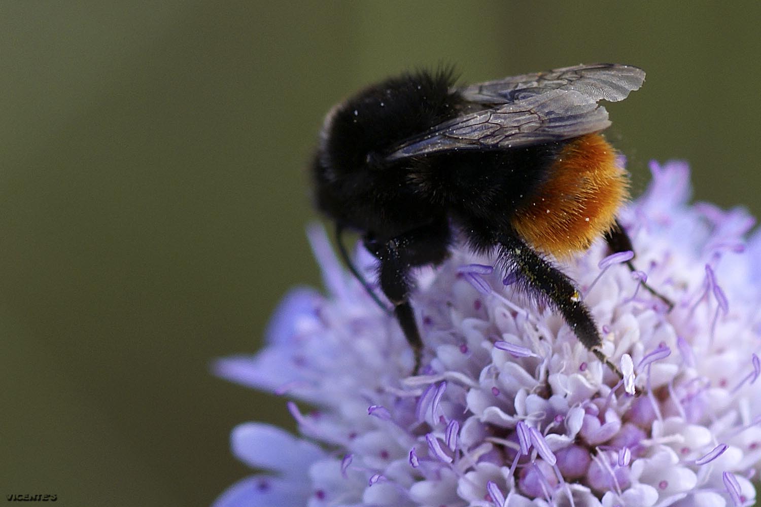Fauna silvestre de Hormaza: Bombus lapidarius