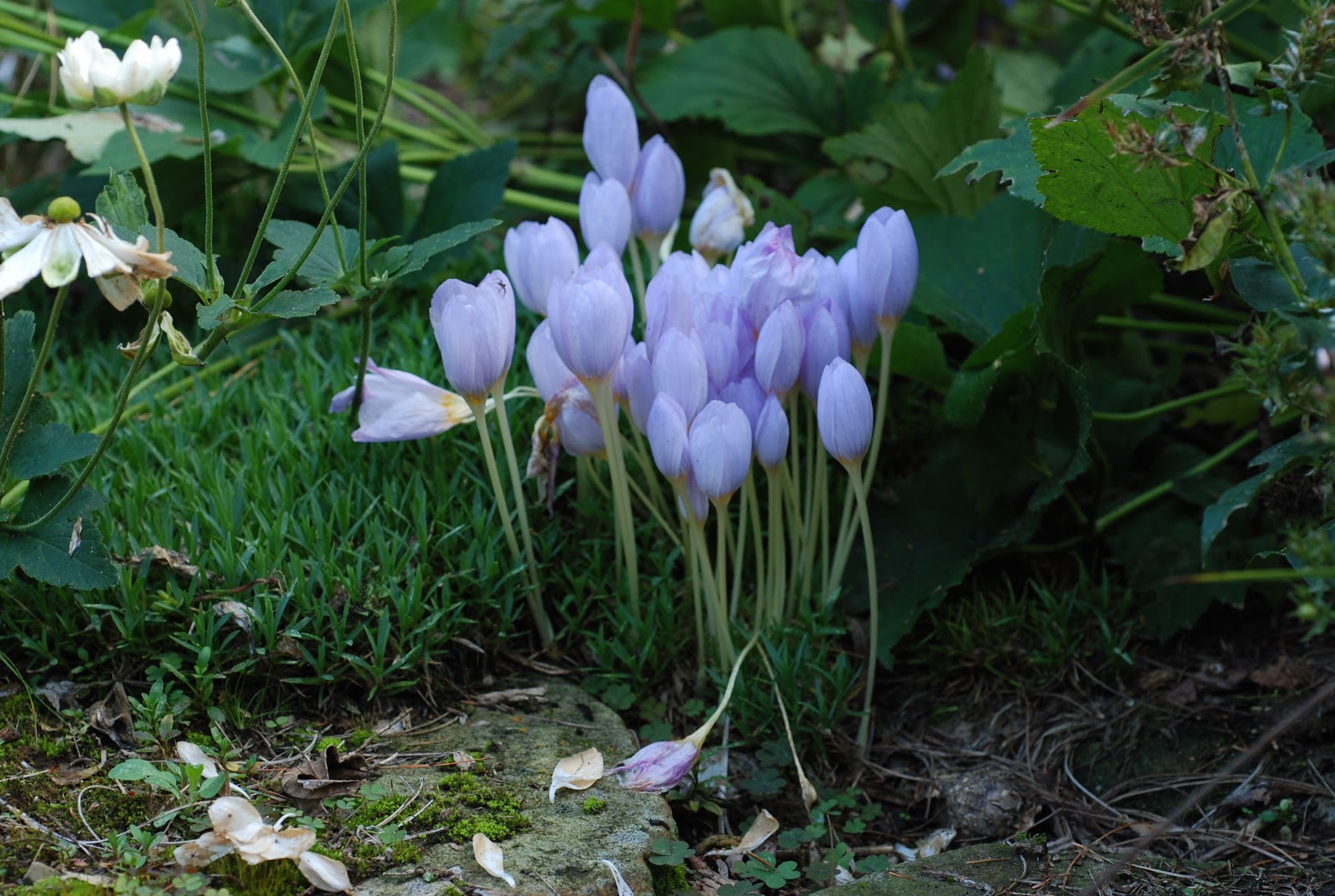 Lifestyle Garden: Using Fall Blooming Crocus and Autumn Crocus