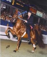 PERDEWÊRELD: DIE VERSTOMMENDE SAALPERD