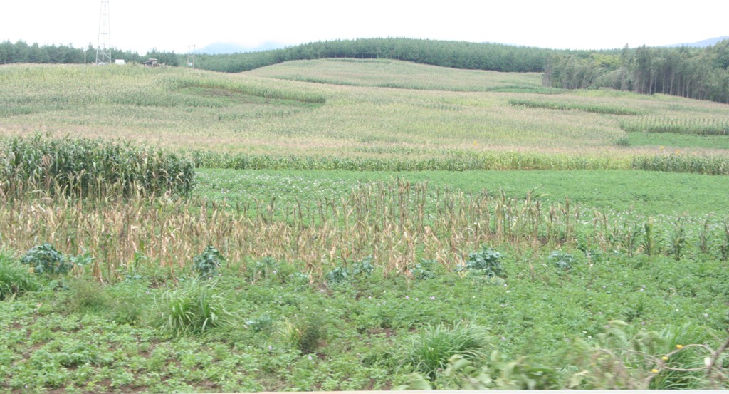 Mwana Wa Afrika: Wilaya ya Rombo Kutumia Nyuki Kupambana na Tembo Wavamizi