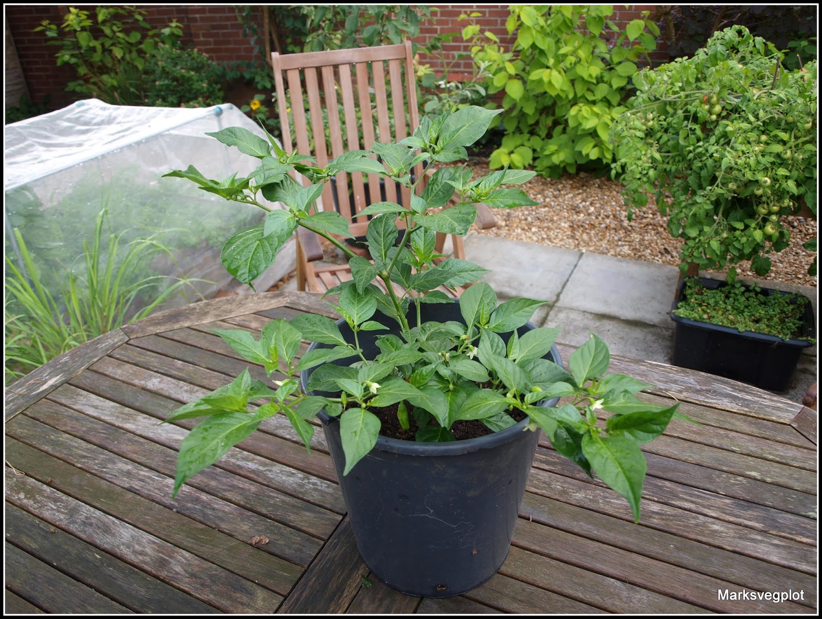 Mark's Veg Plot: Chilli update