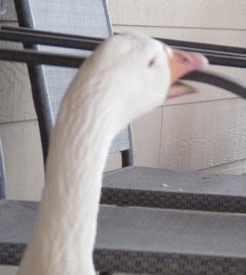 Farm Natters: The Usual Day of Destruction