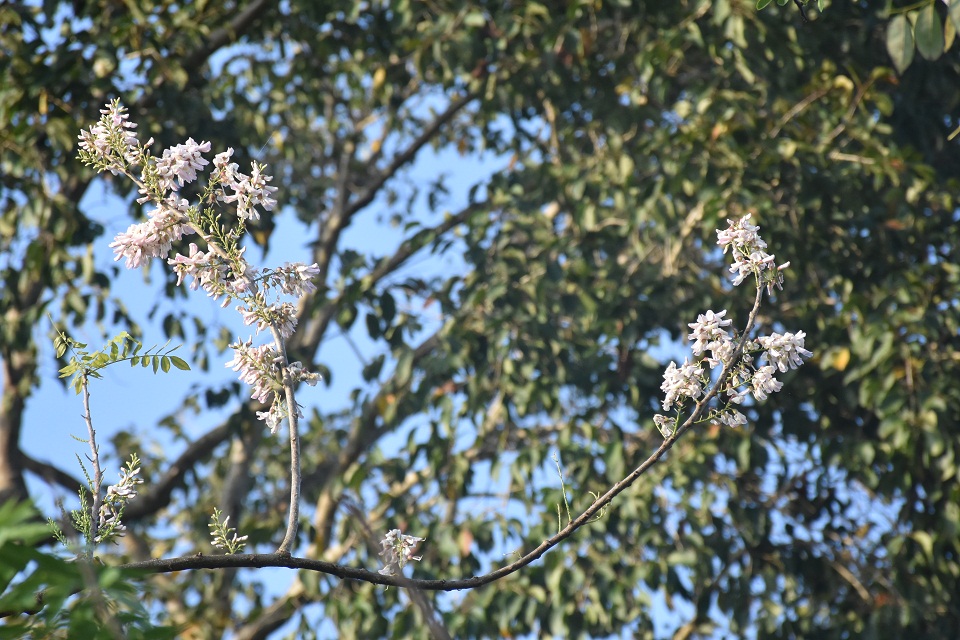 Kumbuk Pokuna Lodge: Glyricidia / Watamara Flower in bloom 28 Feb 2016 7am