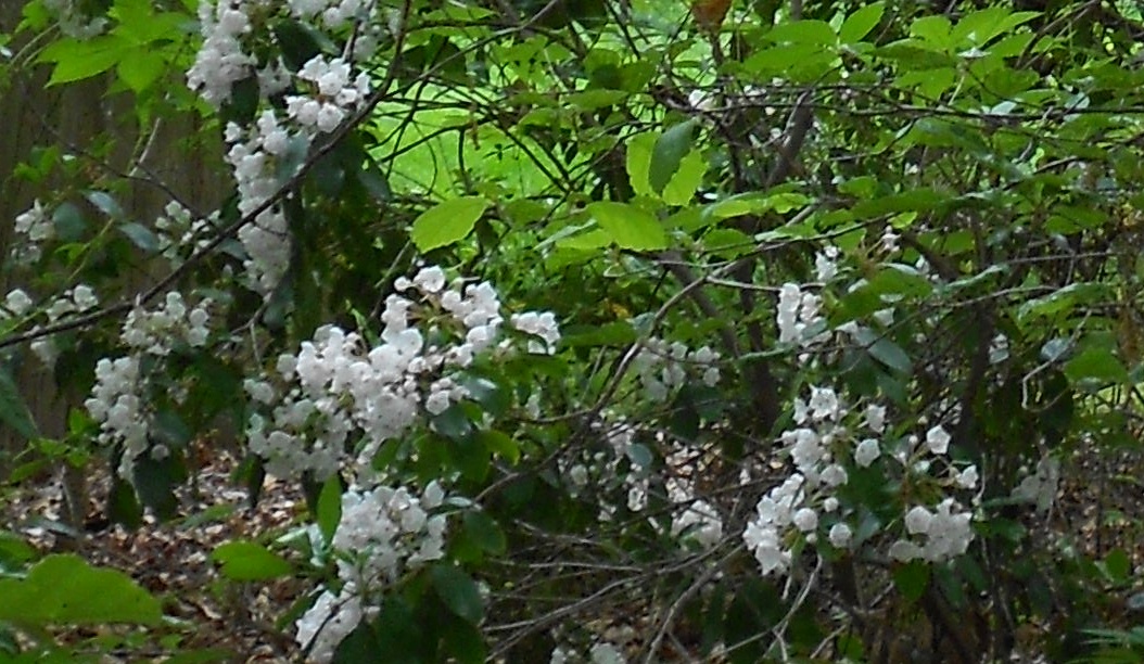 Still Waters--Notes from a Virginia Shire: Wicky, Wocky, Wood Laurel