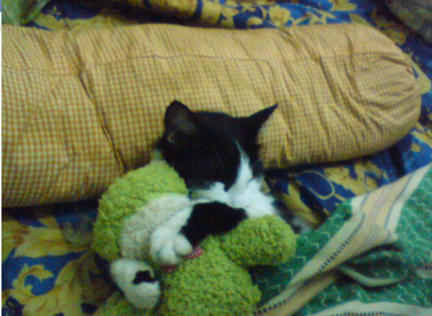 The Along Hidayah: Contest Kucing Paling Comel