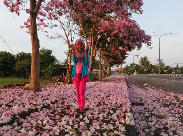 (GAMBAR) Keindahan Musim Bunga Sakura di Kedah...Hampa Tak Payah Pi ...