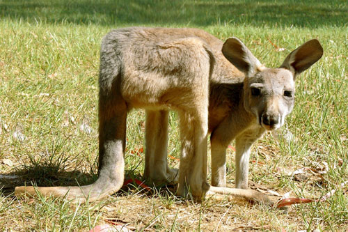 My Owl Barn: Cubic Animals by Aditya Aryanto