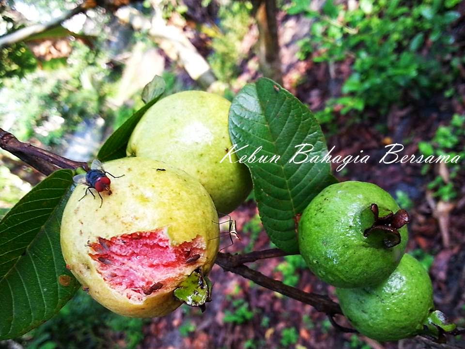 Kebun Bahagia Bersama: Heirloom Pink Guava
