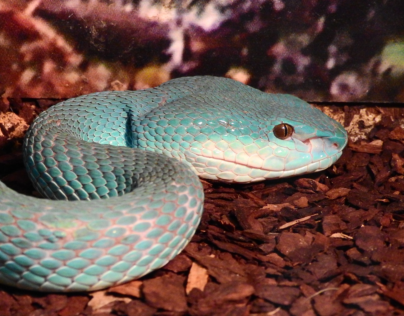 Soapbox photos: Blue Snake