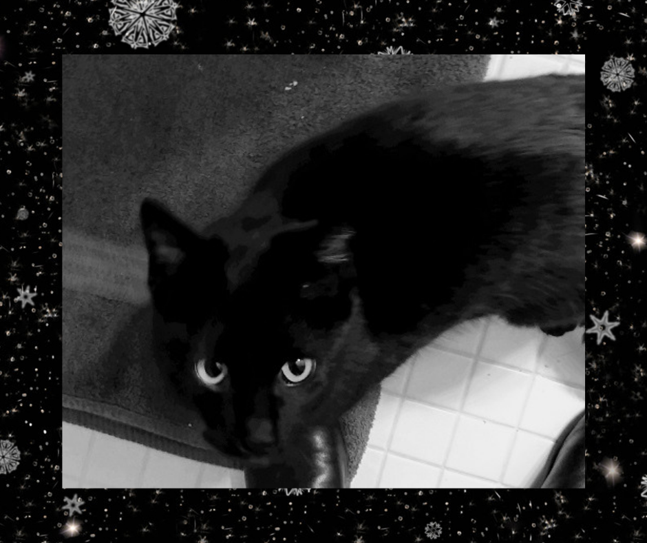 Tumblr Pastel Grunge Cats