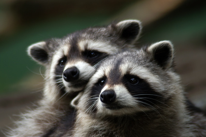 Bosques Templados : ECOSISTEMAS: BOSQUE TEMPLADO