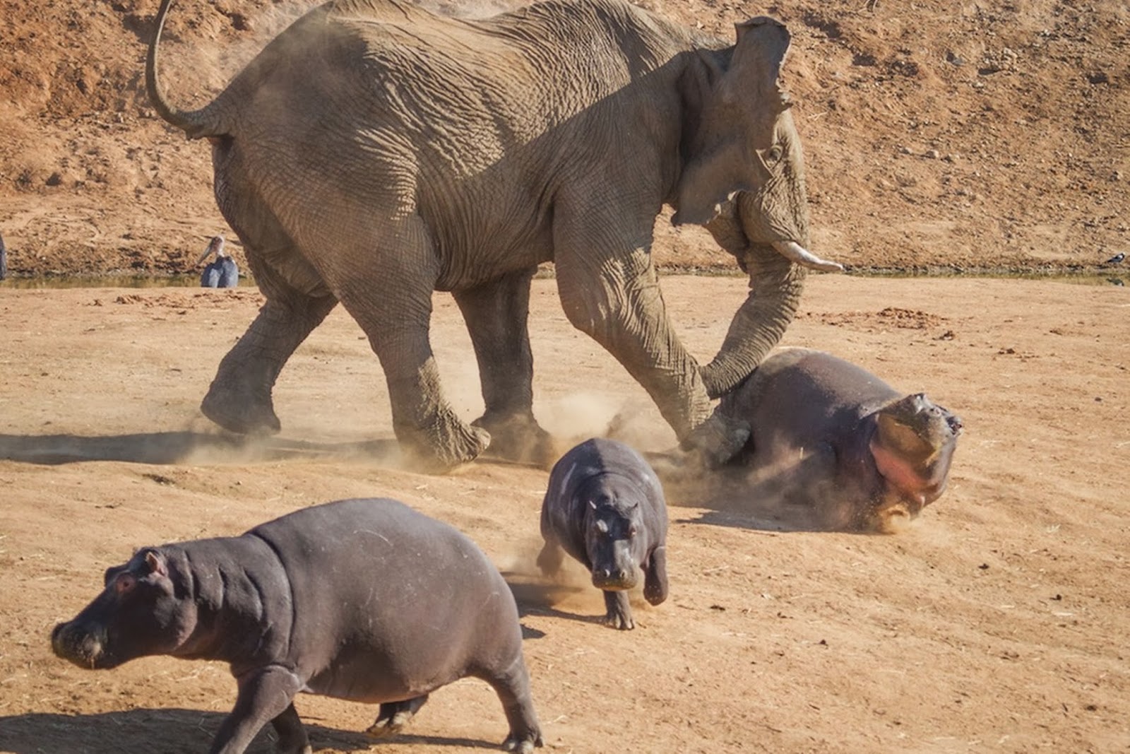 Welcome to Diamond Odey's Blog: Angry Elephant Toss Female Giant ...