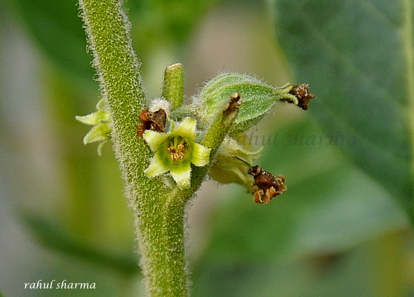 Withania somnifera (L.) Dunal [Indian Ginseng] ~ Wild Flora Of Dwarka
