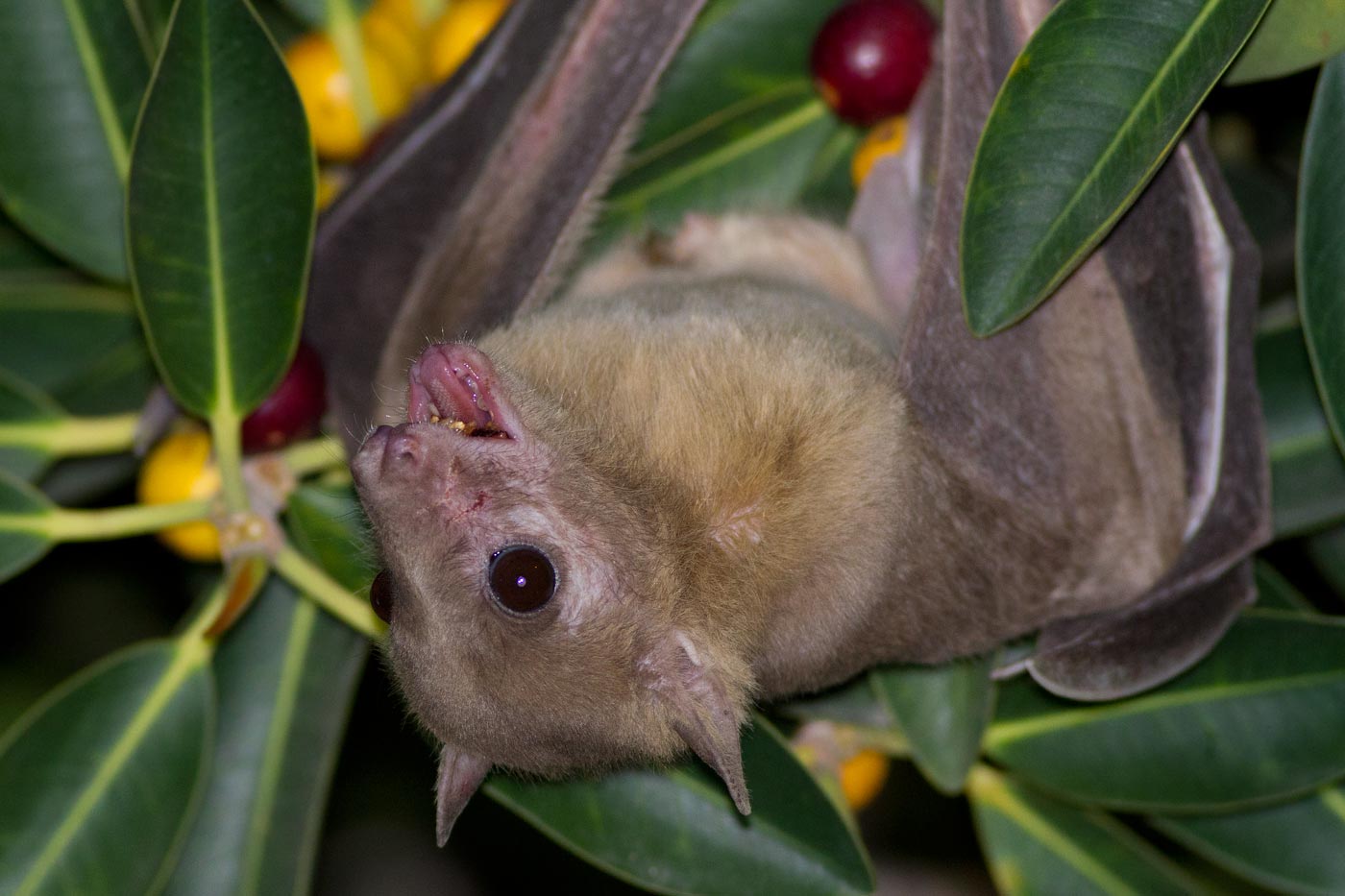 Josh's Blog: Egyptian Fruit Bats