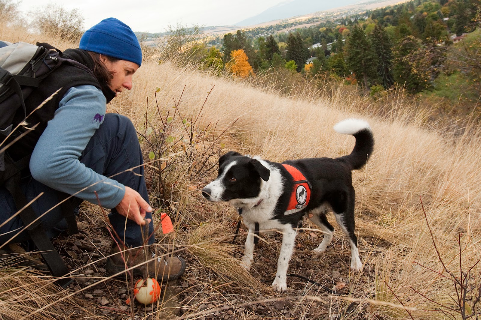 Springfield Plateau: Conservation Detection Dogs