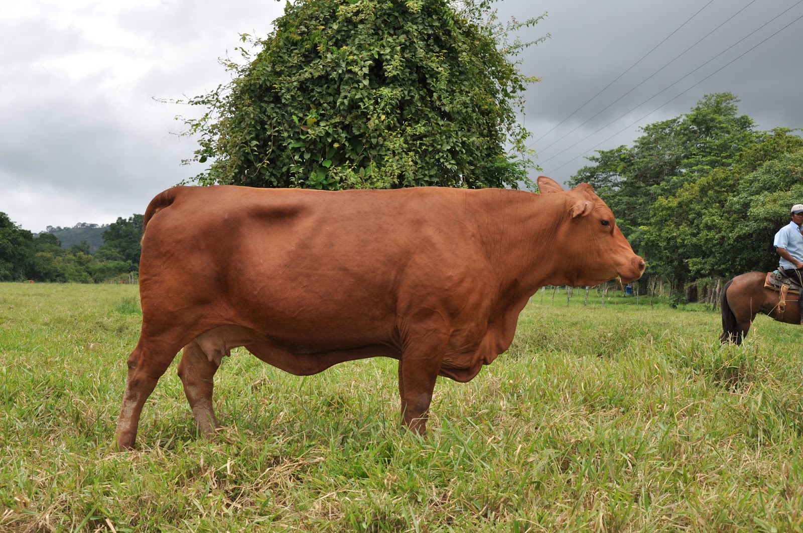 Panama Project: Pure Bred Cattle In Veraguas, Panama