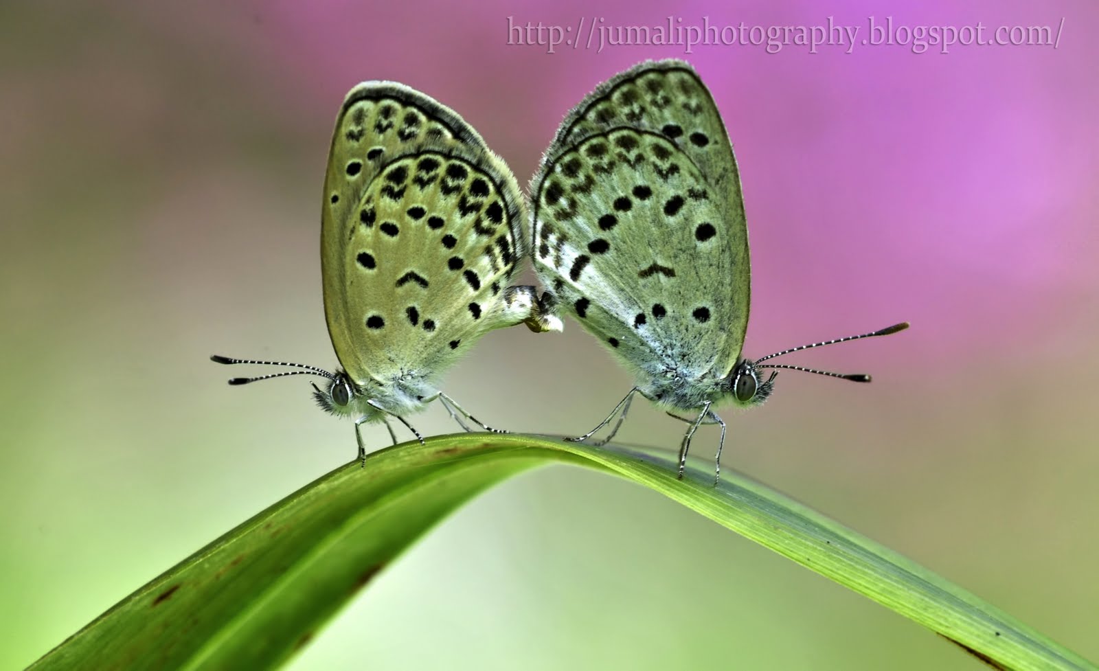 JP Jumali Photography: Butter Fly (Reproduction)