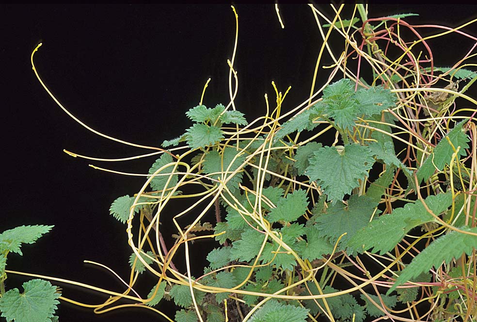 A Digital Botanic Garden: Dodder, Cuscuta sp., Convolvulaceae